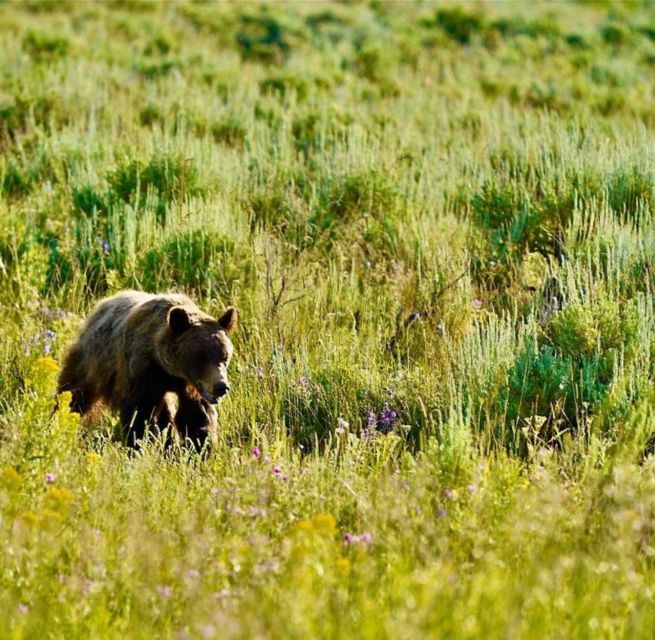 Bozeman: Yellowstone & Grand Teton National Park with Hotel - Who Will Get the Most Out of This Tour?