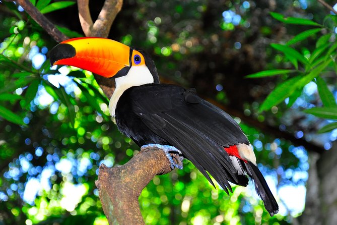Brazilian Falls, Bird Park and Itaipu Dam From Foz Do Iguaçu - Traveler Feedback and Ratings