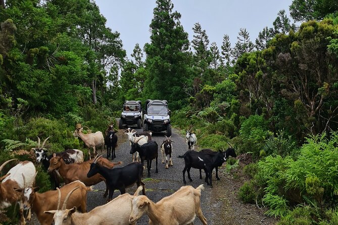 BUGGY TOUR - West / Center of the Island (Off-Road) - Driving Requirements