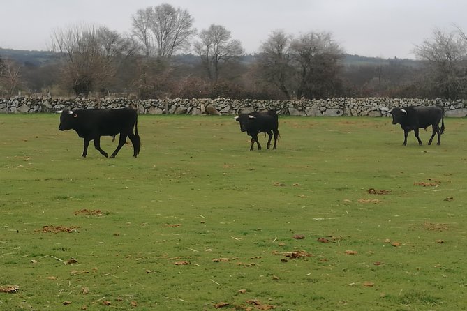 Bull Breeding Farm: Guided Half-Day Tour From Seville - Transportation and Accessibility