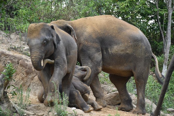 Care Pride Elephants: Full-Day Tour Experience - Authenticity and Ethical Approach