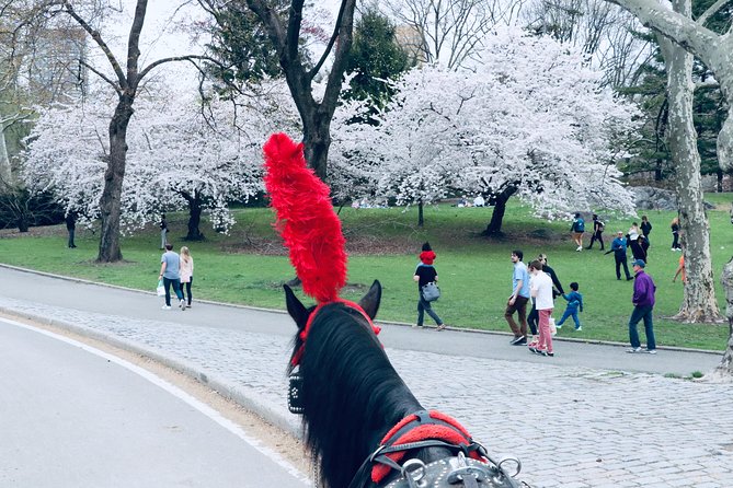 Central Park Horse Carriage Ride Short Loop (Up to 4 Adults)) - Authentic Feedback from Guests
