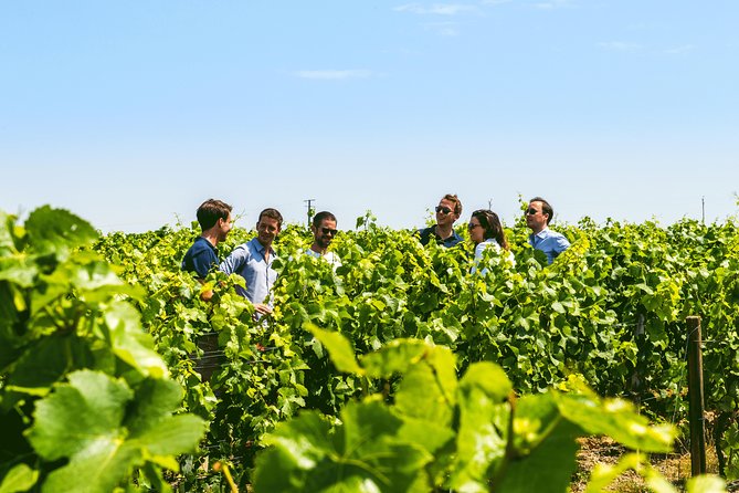 Champagne Small-Group Tour Review - Traveler Experience and Feedback
