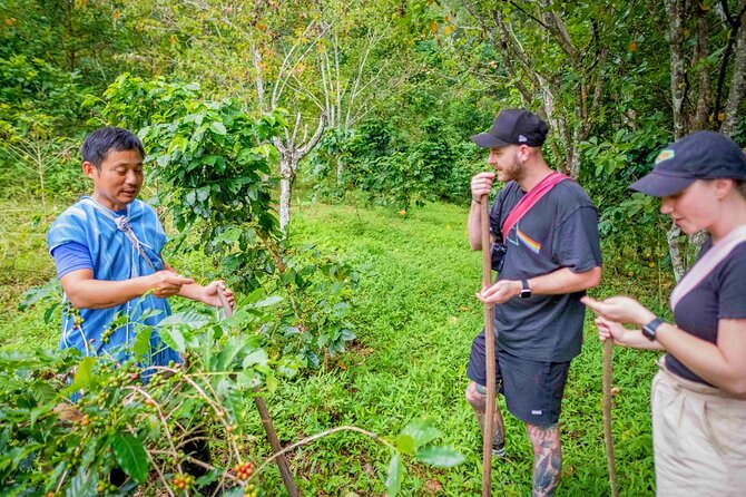 Chiang Mai Coffee Tour: Trekking to Farm, Roast and Brew Workshop - Scenic Return and Drop-Off