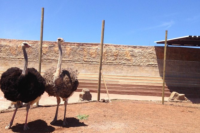 Cocodrilo Park Zoo Admission Ticket in Agüimes - FAQ