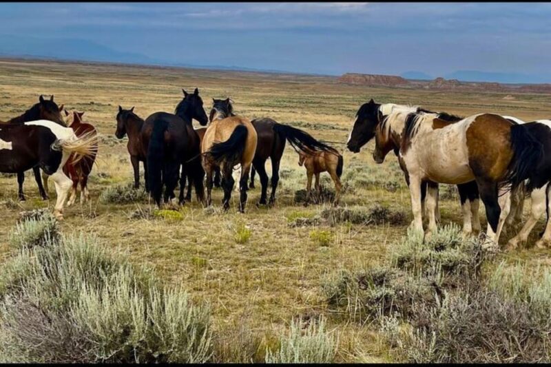 Cody: Red Canyon Wild Mustang Tour - FAQ