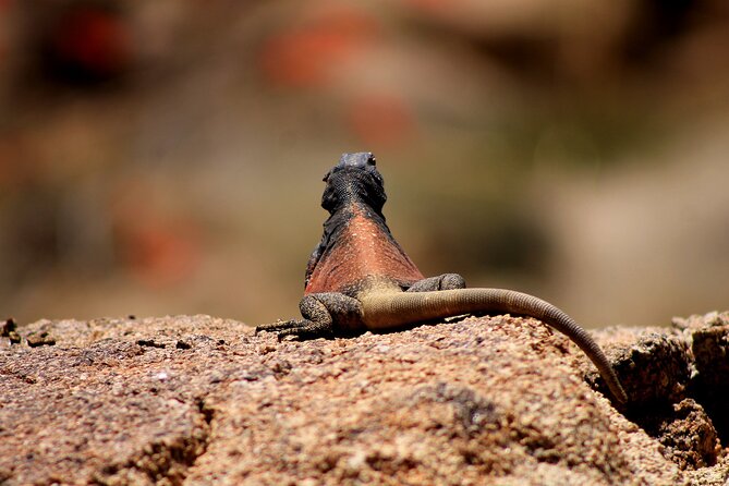 CreativeSoul ScavengerHunt(Hidden Valley,Joshua Tree)Remote Host - Who Is This Tour Best For?
