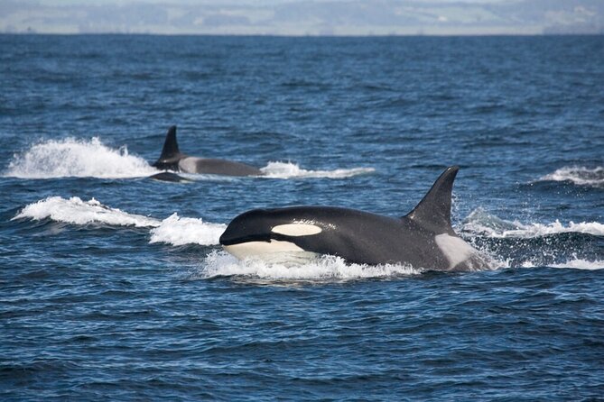 Customizable Private Tour in Ketchikan With Pick up - Booking Information and Cancellation Policy