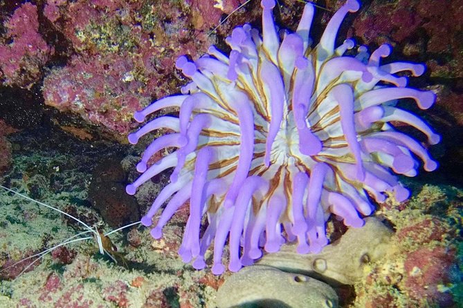 DISCOVER SCUBA DIVING - First Step to Your Certification - Hands-on Learning and Personalized Guidance