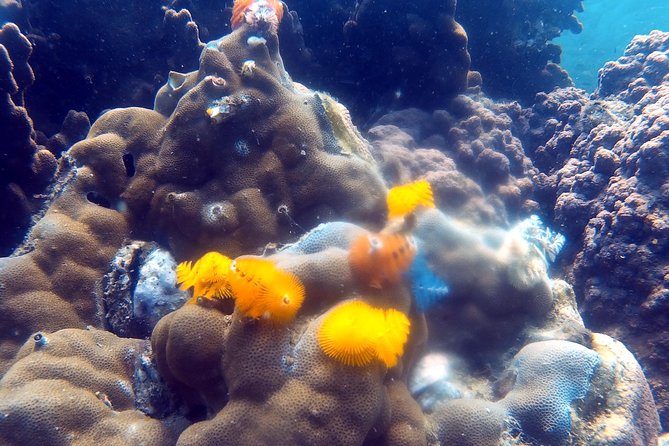 Dive trip with 2 dives (start from Ko Kut) - The Sum Up: Is This Tour Worth It?