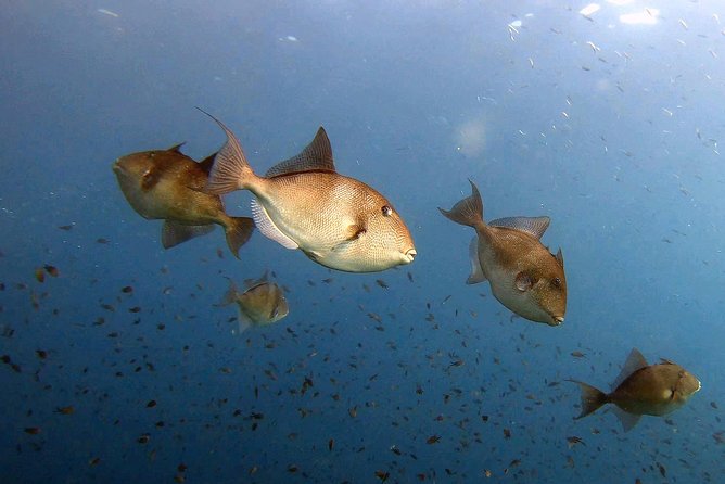 Diving Baptism in the Marine Reserve of Cabo Tiñoso - What to Expect During the Dive