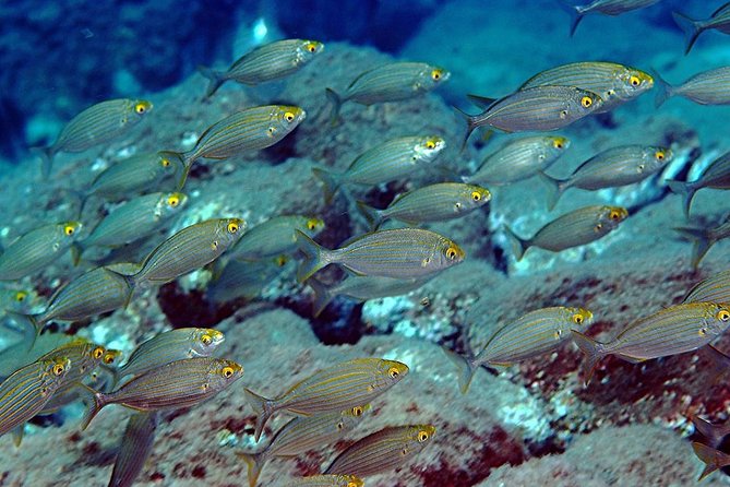 Diving With PADI 5 Star CDC Diving Resort Isola Bella Marine Park Taormina - Logistics and Meeting Point