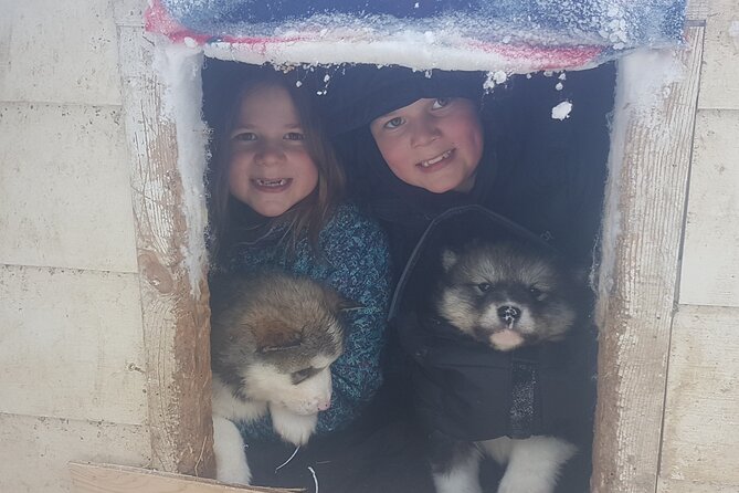 Dog Sled Adventure - Tour Details and Meeting Point