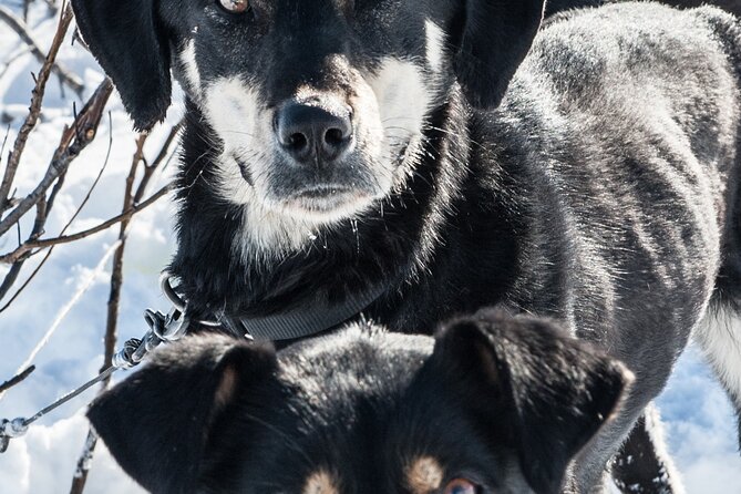 Dog Sledding - Subarctic Wilderness Tour - Practical Tips for Travelers