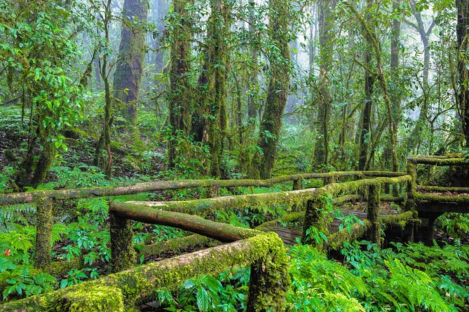 Doi Inthanon National Park, Waterfall & Royal Project Day Tour From Chiang Mai - What Real Travelers Say
