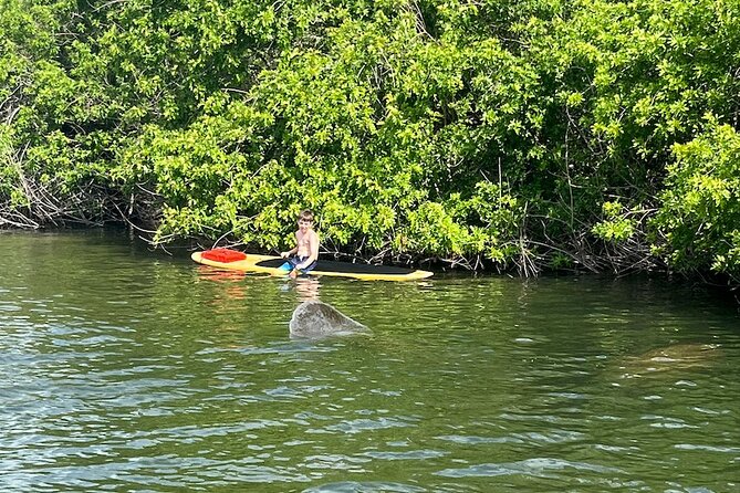 Dolphin and Manatee Adventure Tour of Merritt Island - Accessibility and Transportation
