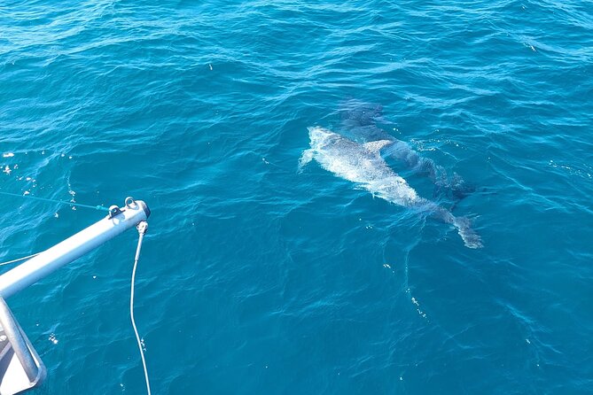 Dolphin Trips on a Catamaran - Experience Highlights