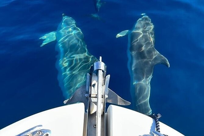 Dolphin Watching Boat Excursion to Figarolo Island From Olbia - Indulging in Sardinian Delicacies and Refreshments Onboard