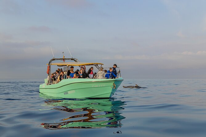 Dolphin watching by boat - Final Thoughts