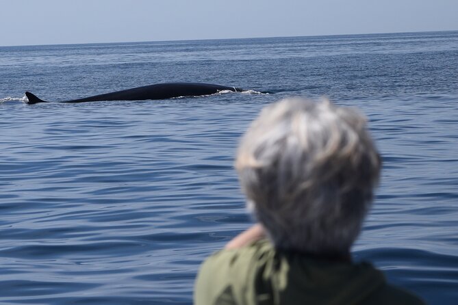 Dolphin & Whale Watching - Customer Reviews and Feedback