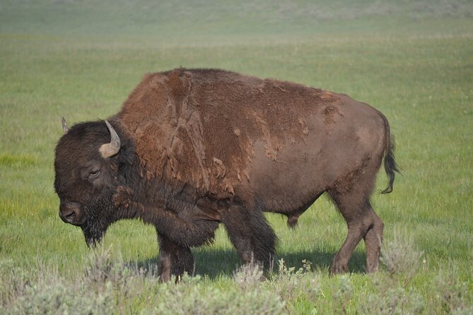 E-Bike Tours in Yellowstone National Park - Who Should Consider This Tour?