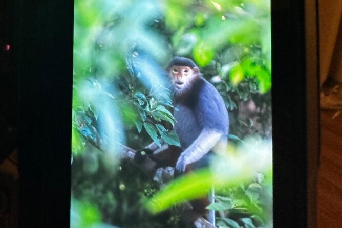 Endangered Monkeys Watching - Red Shanked Douc Langurs - FAQ