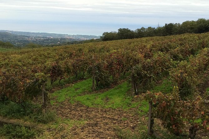 Etna Tour and Lunch in a Winery Review - Guest Feedback