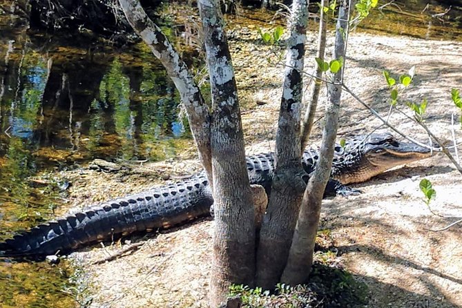 Everglades Tour W/ Biologist Led WET Walk + 2 Boat Trips + Lunch! - Transportation Options