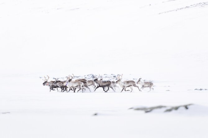 Explore the Norwegian Fjords and the Wildlife From Abisko - Wildlife Encounters and Scenic Views