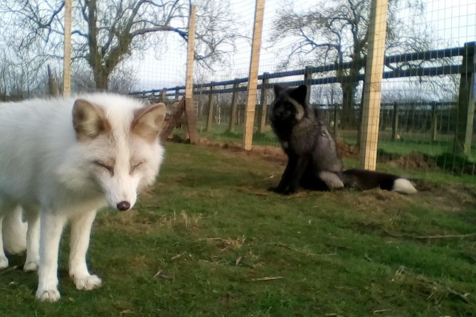 Fox Encounter for 2 People and Park Entry - Pricing and Policies