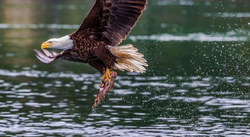 From Jackson Hole: Snake River Float with Scenic Teton Views - The Value Proposition