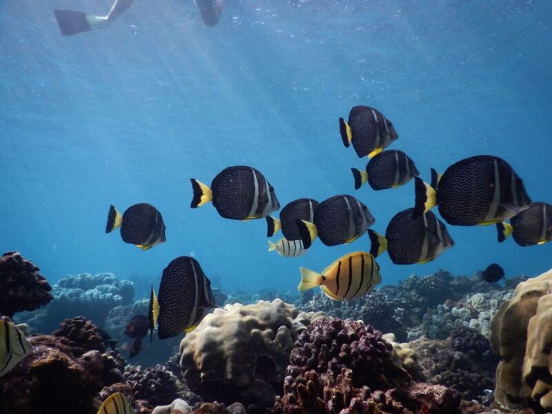 From Kaanapali: Afternoon West Maui Snorkeling w/ Drinks - The Sum Up