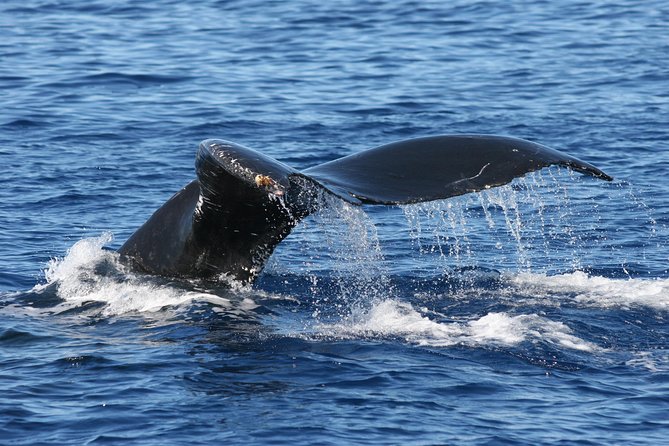 From Maalaea Harbor: Whale Watch Cruise Aboard the Malolo - Pricing and Booking Details
