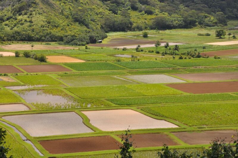 From Oahu: Kauai Highlights & Movie Sites - Who Is This Tour Best For?