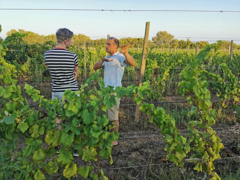 From Orosei: Archaeology, Wine Tasting & Landscapes Tour - Admire the Nuraghe Di Osalla