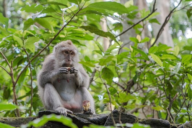 Full-Day Highlights and Best of Ubud Village - Final Thoughts: Who Will Love This Tour?