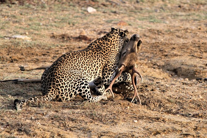 Full Day Safari Tour in Yala National Park - The Experience of the Guides