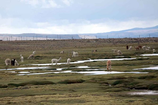 Full Day Tour to Colca Canyon From Arequipa - Exploring the Breathtaking Colca Canyon