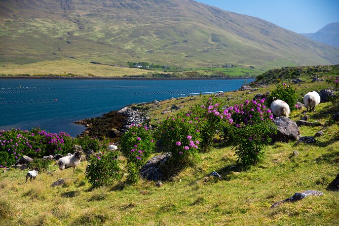 Galway to Connemara National Park Day Tour - Accessibility and Fitness Requirements