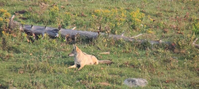 Gardiner: Yellowstone National Park Half Day Guided Hike - FAQs