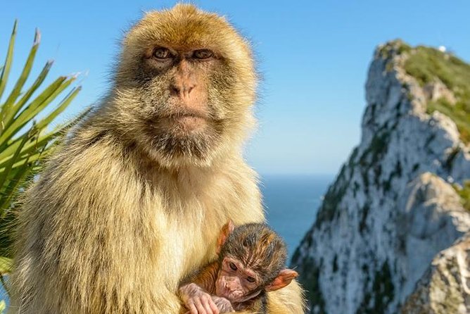 Gibraltar Inside Out Extended Tour 2.30hrs - Customer Reviews and Experiences