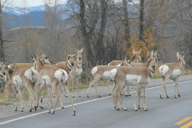Grand Teton National Park - Full-Day Guided Tour from Jackson Hole - Who Should Consider This Tour?