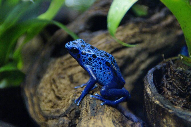 Guanacaste Rainforest Safari With Meal - Participant Information