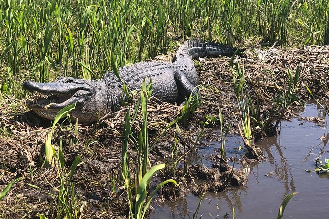 Guided Boat Tour of New Orleans Bayou and Wildlife - FAQ