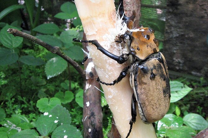 Guided Butterfly Conservatory Tour in Costa Rica - Botanical and Medicinal Herb Gardens