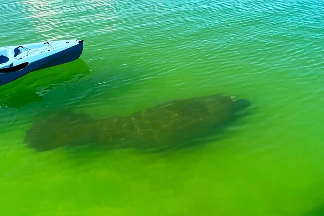 Guided Hobie Kayak EcoTour: Premium Eco Experience Bonita Springs - FAQ