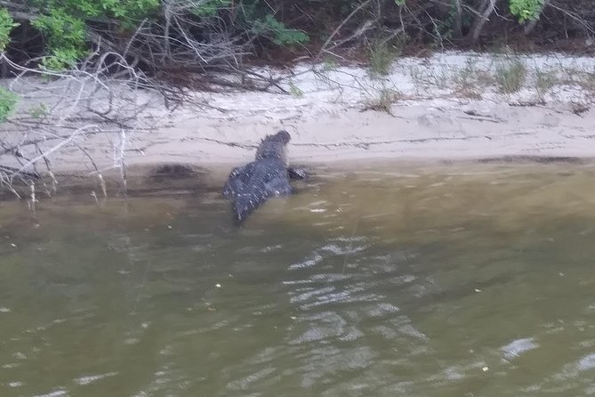 Guided Two Hour Boat Tour of the Indian River Lagoon - Customer Reviews and Feedback