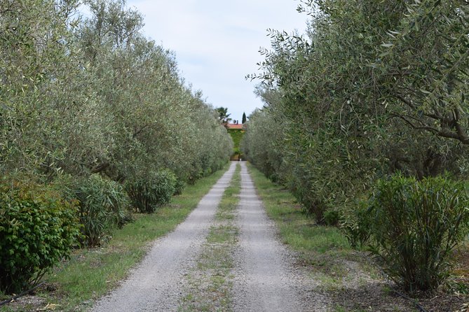 Guided Wine and Olive Oil Tasting - Accessibility and Meeting Information