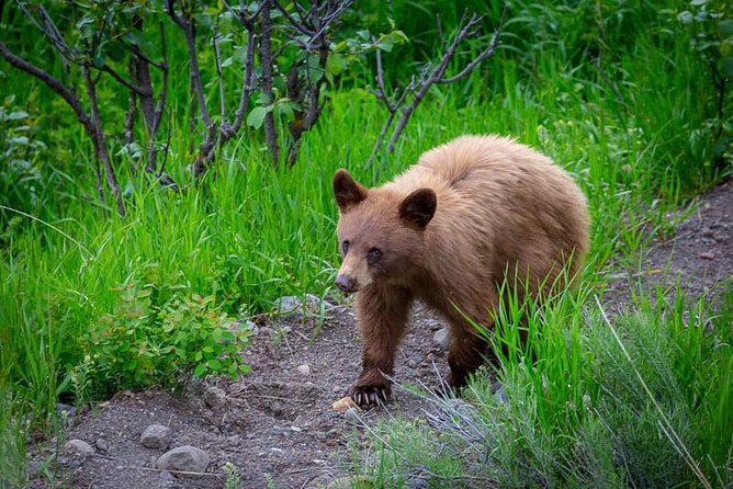 Half Day Group Sunset Wildlife Safari - Scenic Views and Routes