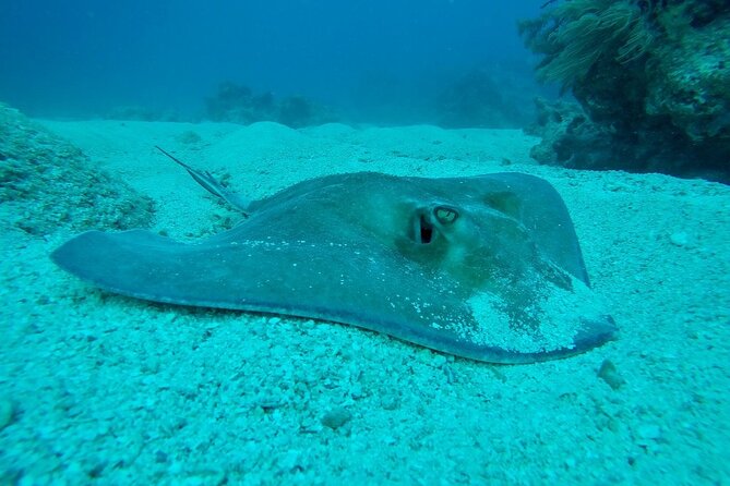 Half Day Scuba Diving Trip in the Florida Keys - Exploring the Underwater World